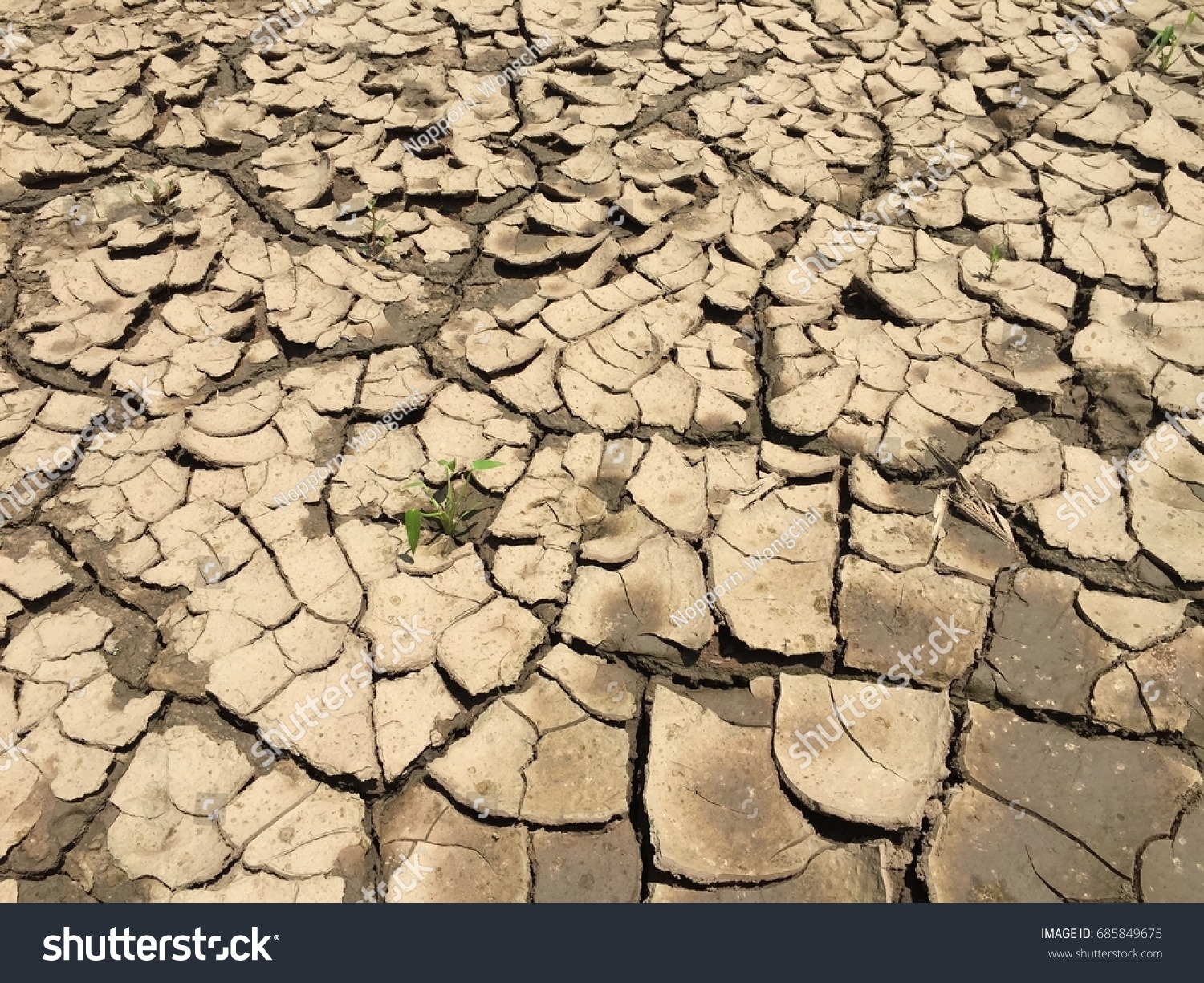 Dry soil in the field of rice._站酷海洛_正版图片_视频_字体_音乐素材交易平台_站酷旗下品牌