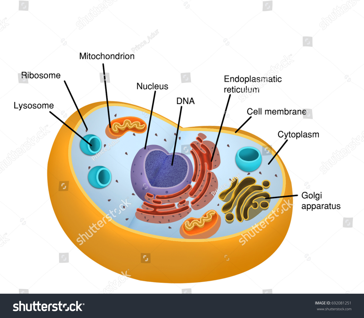 Cell structure_站酷海洛_正版图片_视频_字体_音乐素材交易平台_站酷旗下品牌