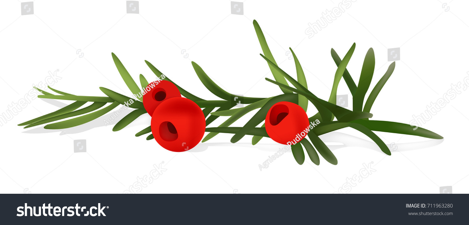 Yew sprigs with red berries. Taxus baccata branch fruit cones. Branch ...