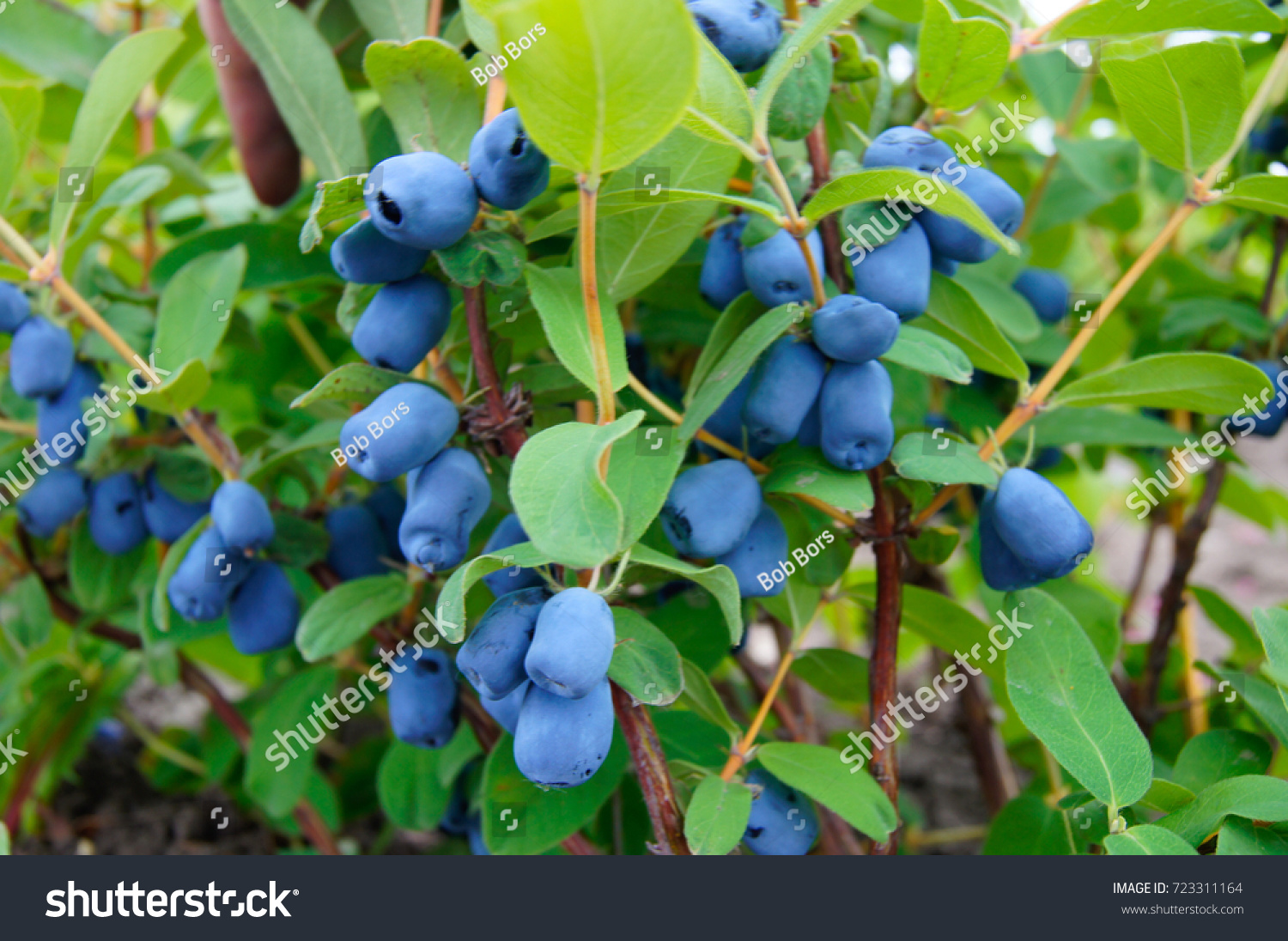 Haskap bush full of berries_站酷海洛_正版图片_视频_字体_音乐素材交易平台_站酷旗下品牌