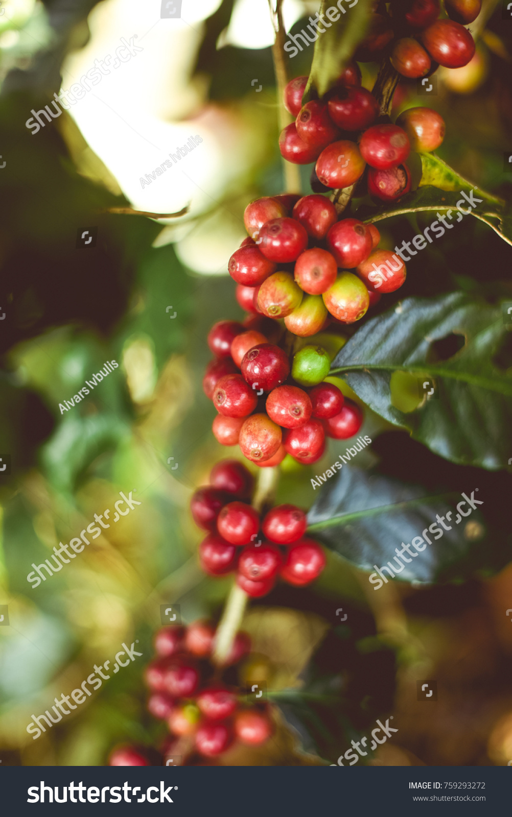 Red green coffee beans ripening on a coffee tree. Depth of field ...