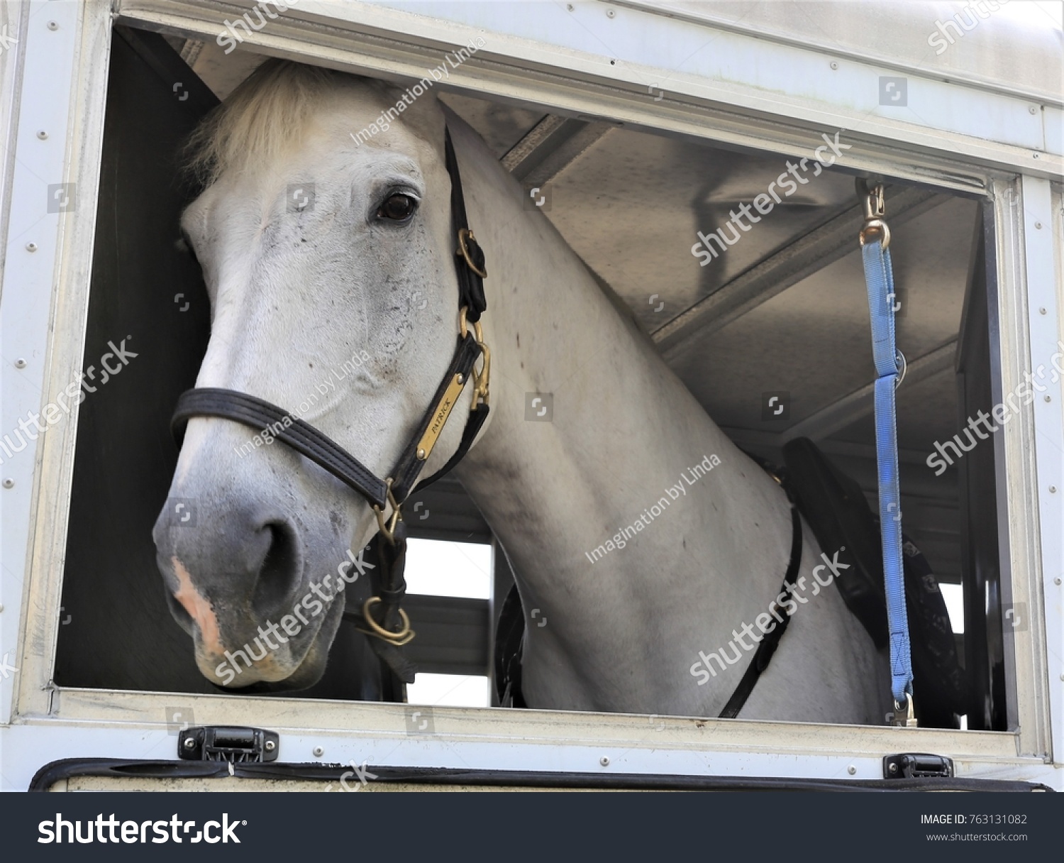 Police horse named Patrick in horse trailer_站酷海洛_正版图片_视频_字体_音乐素材交易平台_站酷旗下品牌