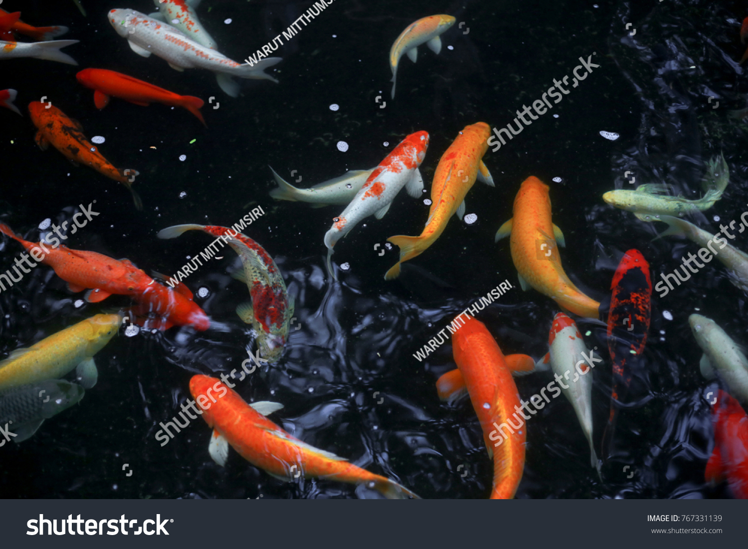 Colorful carp fish in garden _站酷海洛_正版图片_视频_字体_音乐素材交易平台_站酷旗下品牌
