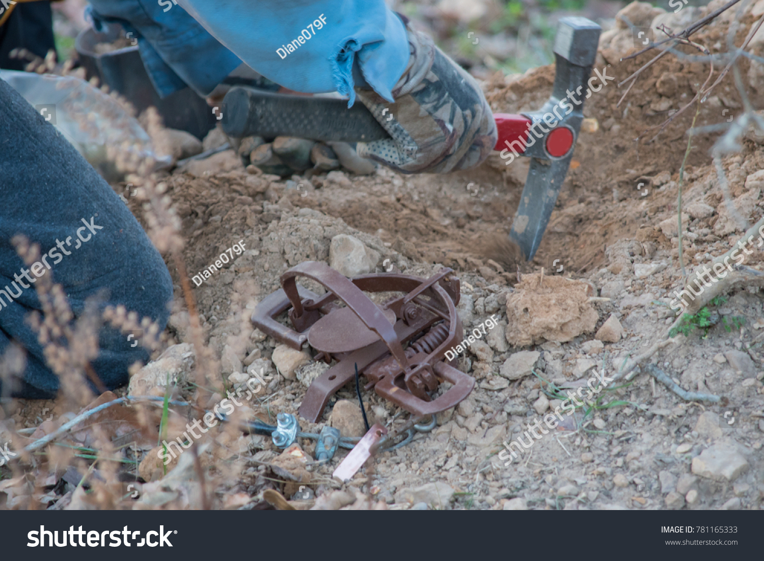 A trap bed hammer is used to dig out a hole in the earth to set a ...