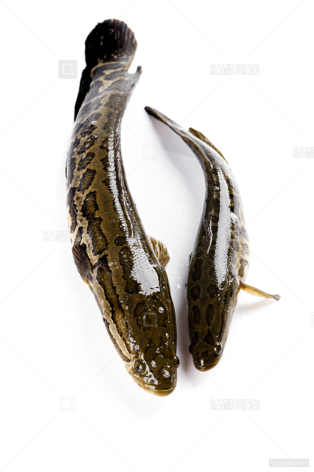 白底上放着两条鲜活野生乌鱼_站酷海洛_正版图片_视频_字体_音乐素材交易平台_站酷旗下品牌