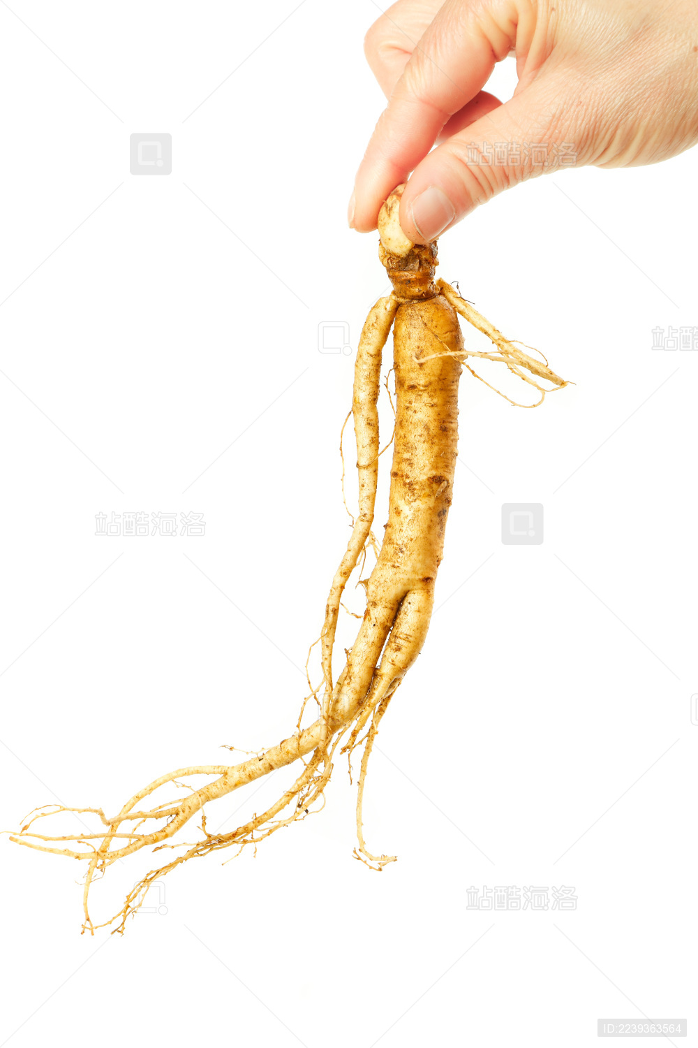 手上拿着一颗长白山鲜人参_站酷海洛_正版图片_视频_字体_音乐素材交易平台_站酷旗下品牌